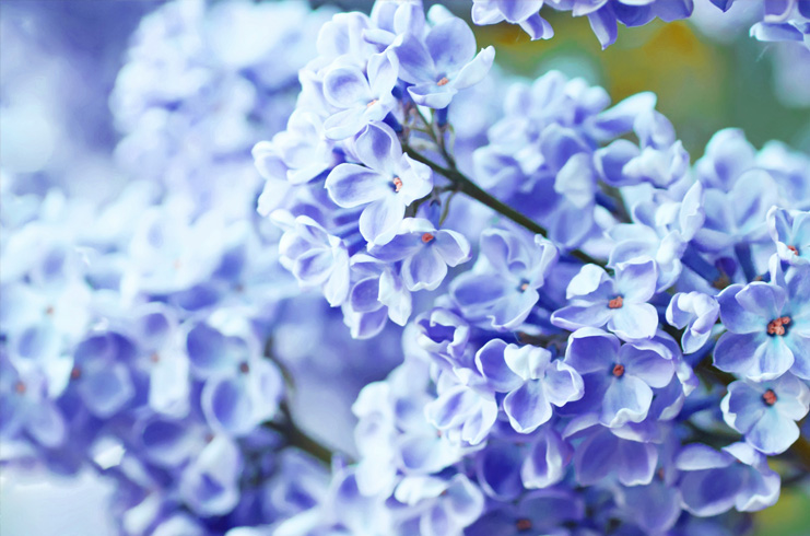 Virtual World - Floriology Digital Magazine