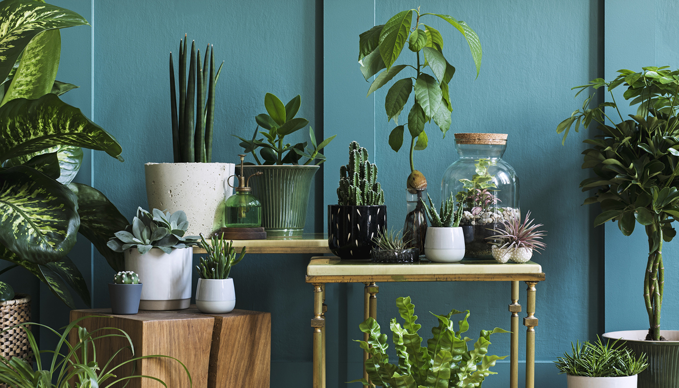 Plant Habit - Floriology Digital Magazine