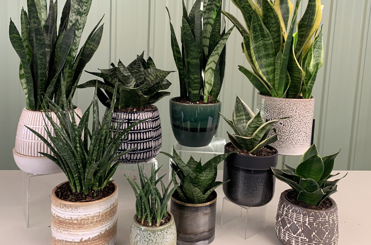 Plant Popularity - Floriology Digital Magazine